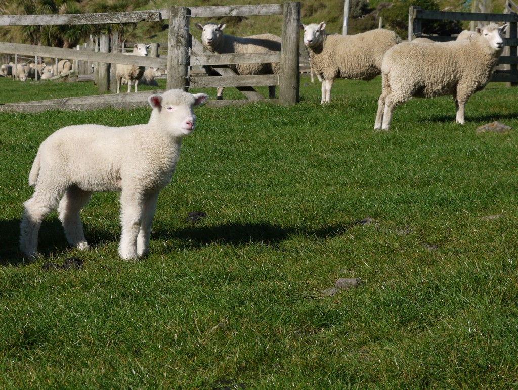 Easter: a search for meaning - Elaine Fraser